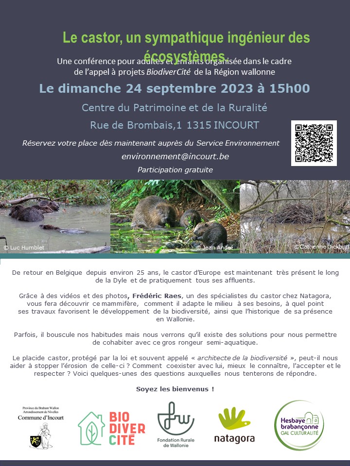 Le castor, un sympathique ingénieur des écosystèmes | Natagora